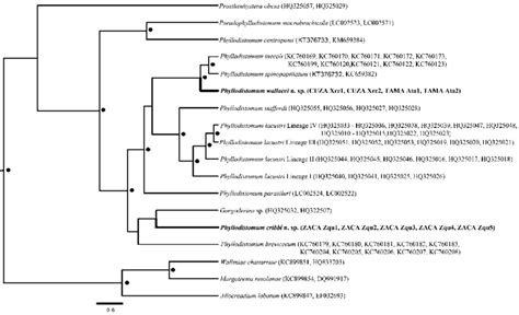 Coalescent Based Phylogenetic Tree Obtained From The Species Tree Download Scientific Diagram