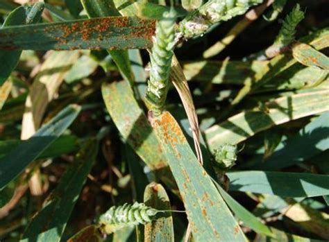 Update On The Science Race Against Wheat Stem Rust Science
