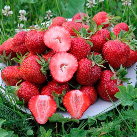 Клубника Флоренс, фриго - Продажа саженцев оптом и в розницу