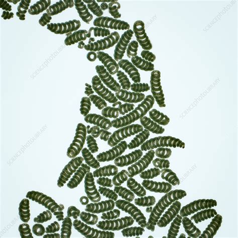 Spirulina Sp Cyanobacteria Light Micrograph Stock Image C056 8444 Science Photo Library