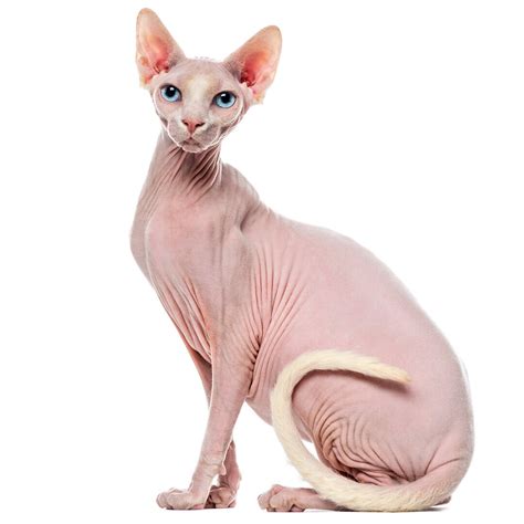 Sphynx Cat In Sri Lanka Price And Recommendations