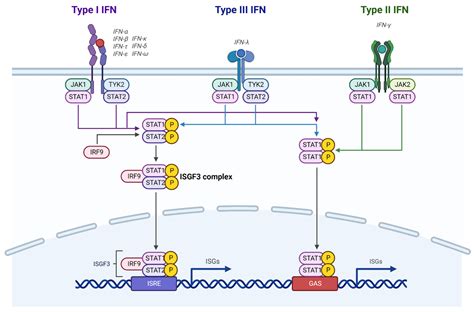 Biomolecules Free Full Text Interferon Signaling In The Endometrium
