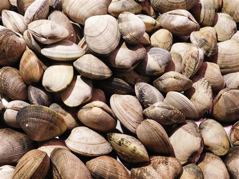 Download Clam Texture Wallpaper Wallpapers Com