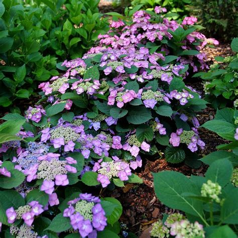 Tuff Stuff Top Fun™ Hydrangea Plants For Sale Growjoy