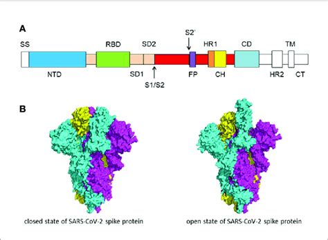 A Schematic Of Sars Cov 2 Spike Protein Primary Structure