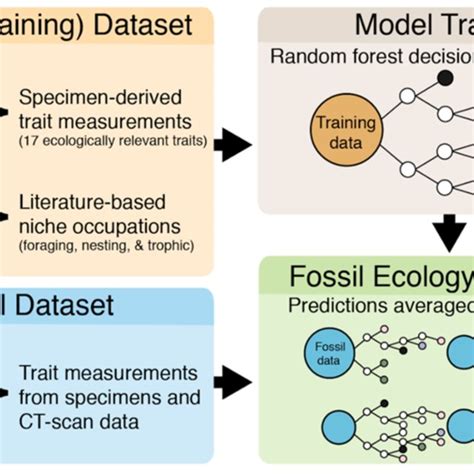 Diagrammatic Workflow Of Predictive Model Development And Testing A