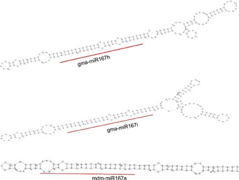 Stem Loop Structures Of Three Mir167 Precursor Sequences A