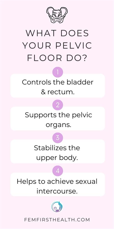 Pelvic Floor Muscle Functions In 2024 Pelvic Floor Pelvic Floor Therapy Womens Health Awareness