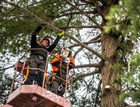 How To Easily Remove A Large Tree Stump Handyman Tips