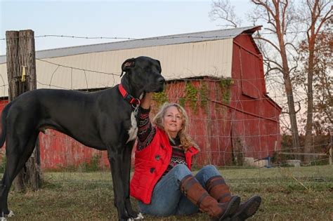 빨간 헛간 앞에서 그의 활성 고위 여성 소유자와 아름다운 검은 그레이트 데인 강아지의 귀여운 초상화 개에 대한 스톡 사진 및 기타 이미지 Istock