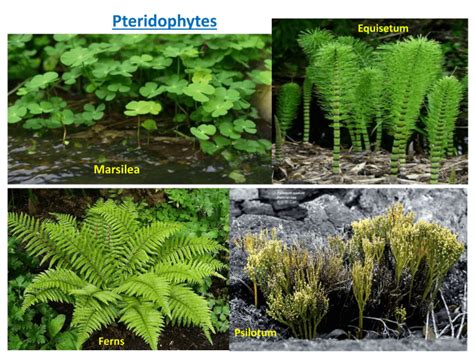 Examples Of Pteridophytes
