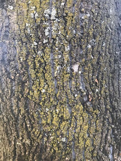 Tree Bark With Moss Texture
