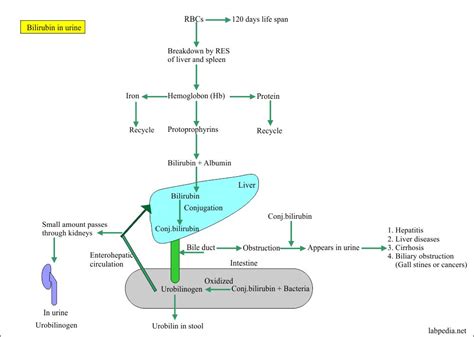 Urine Part 20 For Bile Pigments