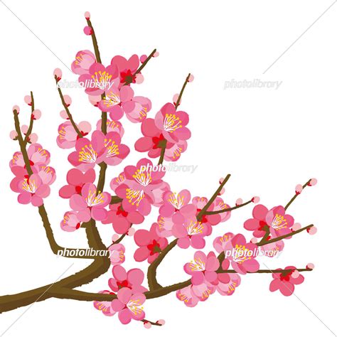 2月梅イラスト 2月の花イラスト Wieji
