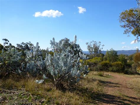 Eucalyptus Macrocarpa Muchea Tree Farm