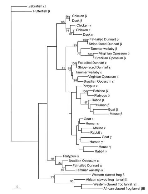 Evolutionary Relationships Among Vertebrate β Like Globin Genes