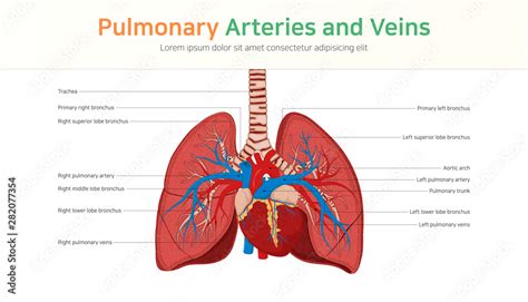 Pulmonary Arteries And Veins Pulmonary Circulation Vector De Stock