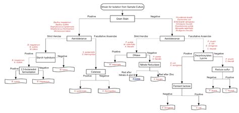 Bacteria Identification Flow Chart My Xxx Hot Girl