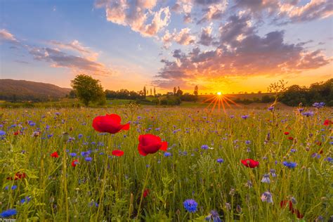 Durch Die Blume Foto And Bild Sonstiges Jahreszeiten Sonnenuntergänge