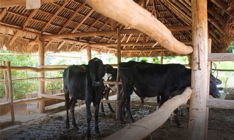 Zoophile Goes To Prison In Bestiality Case Knews