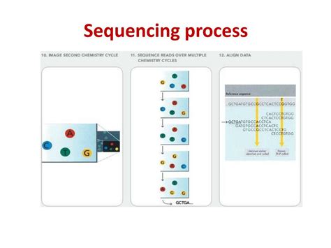 Ppt High Throughput Sequencing Powerpoint Presentation Free Download Id2373495