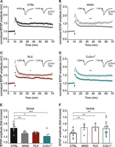 Hippocampal Ltp In The Two Poles Is Influenced By Microglia Time