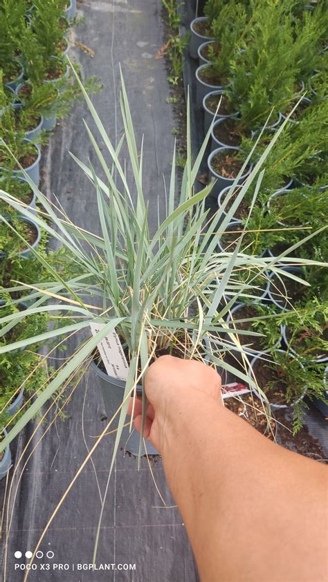 Home Bgplant Разсадник декоративни иглолистни растения Горанови