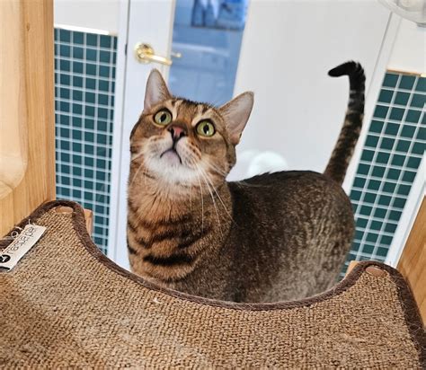 뱅갈믹스 영갈 고양이 책임분양 ♥ 아이조아 유기방지입양 파양 강아지보호소 고양이보호소 무료분양센터