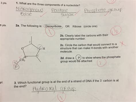 Solved 1 What Are The Three Components Of A Nucleotide 3