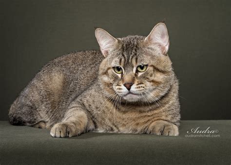 Living Legend Pixie Bobs Florida Pixie Bobs