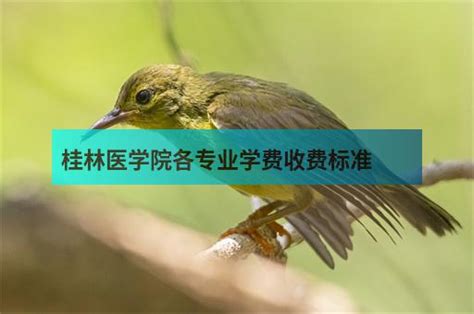 桂林医学院各专业学费收费标准 职教网