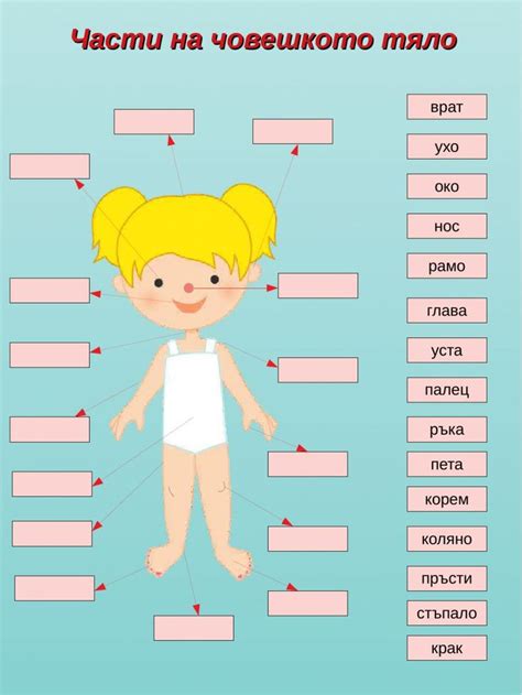 Ejercicio De Части на човешкото тяло Actividades Montessori Idiomas