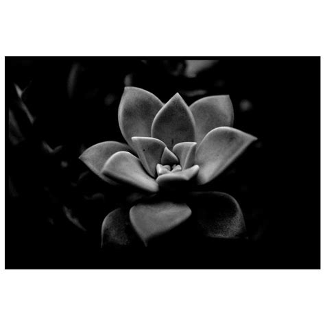 Testing Out The Macro Mode Rricohgr