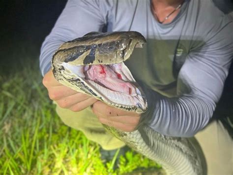 Do Pythons Bite