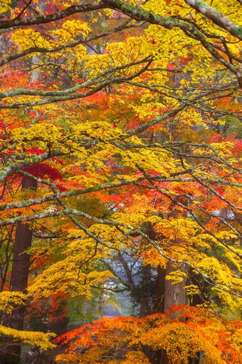 参道を覆う紅葉のきわみ GANREF