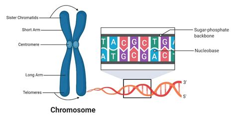 Chromosomes And Cell Division Structure Function And Genetic Implications Bioteck Ink