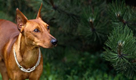 Red German Pinscher Puppies