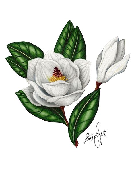 Magnolienillustration