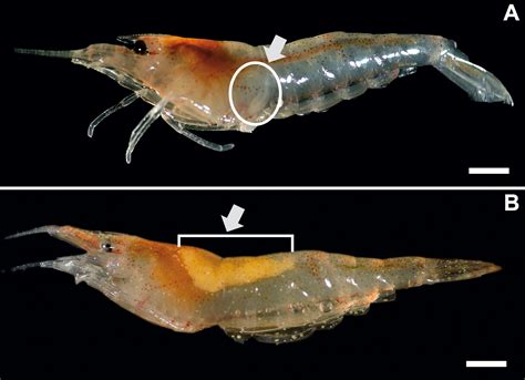 Breeding And Life Cycle Of Red Cherry Shrimp Shrimp And 46 Off