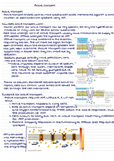 Summary A Level Biology B Topic 4 Edexcel Biology B Stuvia Us