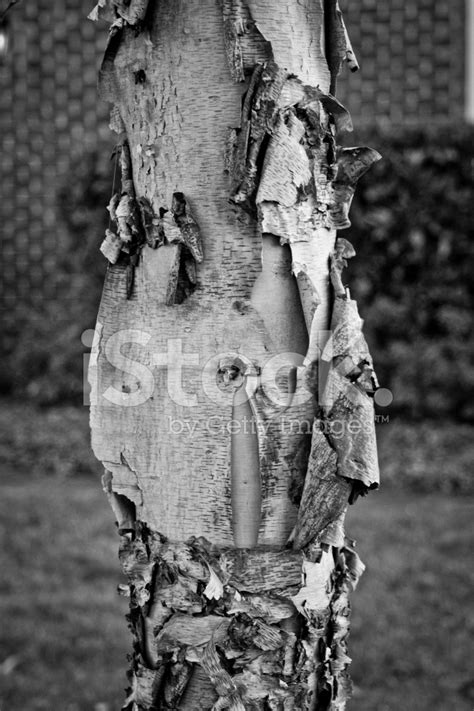Black And White Tree Trunk Stock Photo Royalty Free Images FreeImages