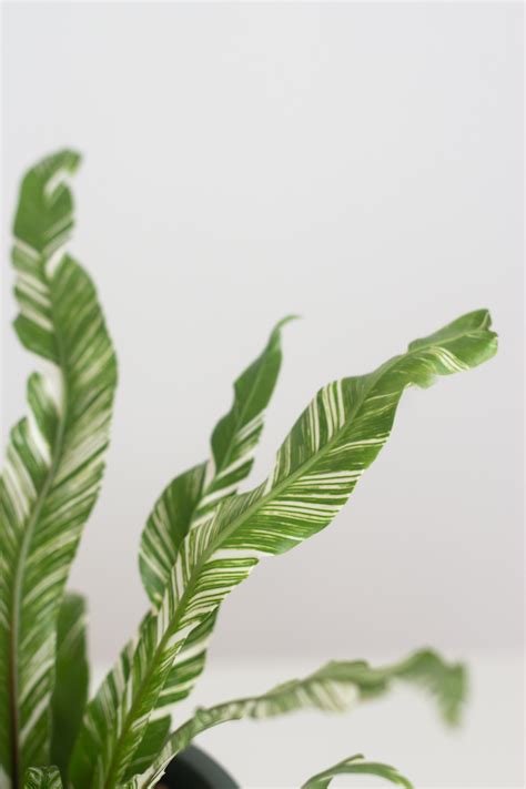 Asplenium Nidus Variegated Bloomspace