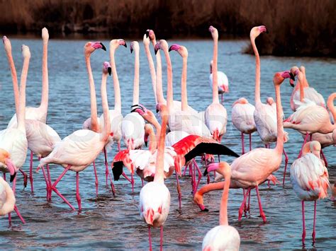 Pink Flamingos Camargue National Park France Stock Image Colourbox
