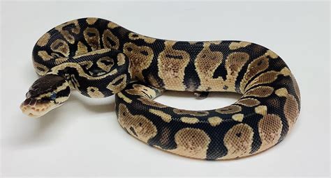 Pastel Ball Python Traits Morphpedia