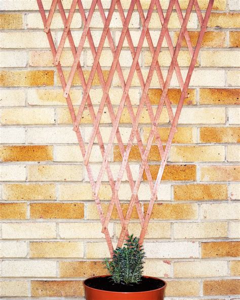 15 Best Trellis Ideas For A Climbing Garden