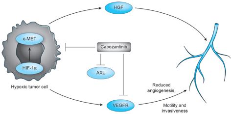 Fda Approval Of Cabozantinib Findings Of Cabinet Trial 20205