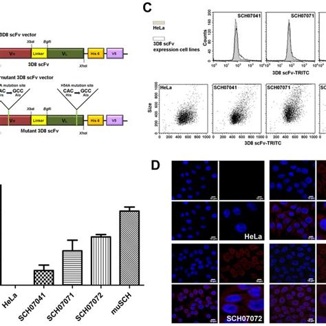 Construction Of 3d8 Scfv Expressing Hela Cells A Schematic Diagrams