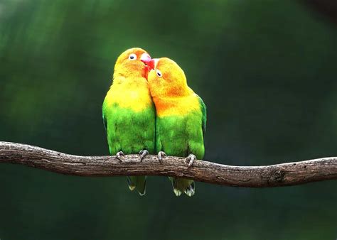 بیمارستان دامپزشکی هامون بیمارستان دامپزشکی هامون، خدمات دام کوچک سگ و گربه در کرج،هشتگرد