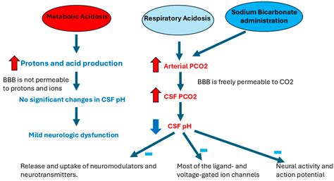 Metabolic Acidosis Pt 1 Acid Base Disorders Flashcards Quizlet