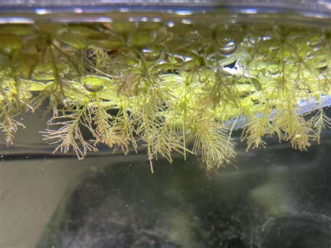 Lettuce Plant With Roots